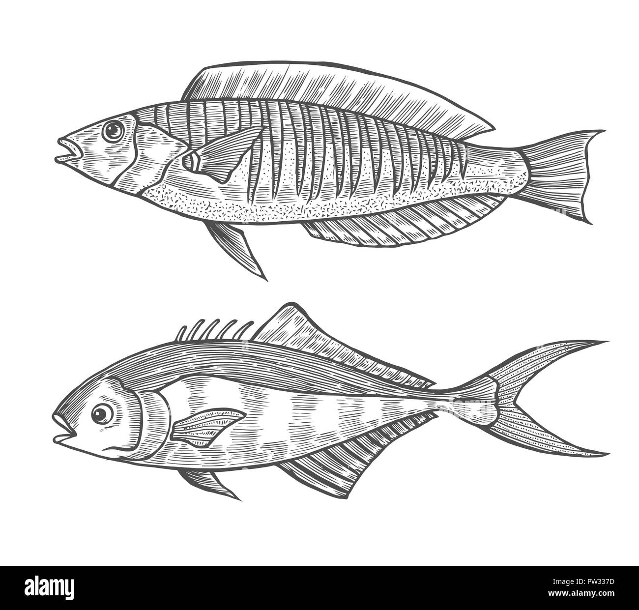 Set of Ink sketch engraving of fish. Hand drawn vector illustration on ...