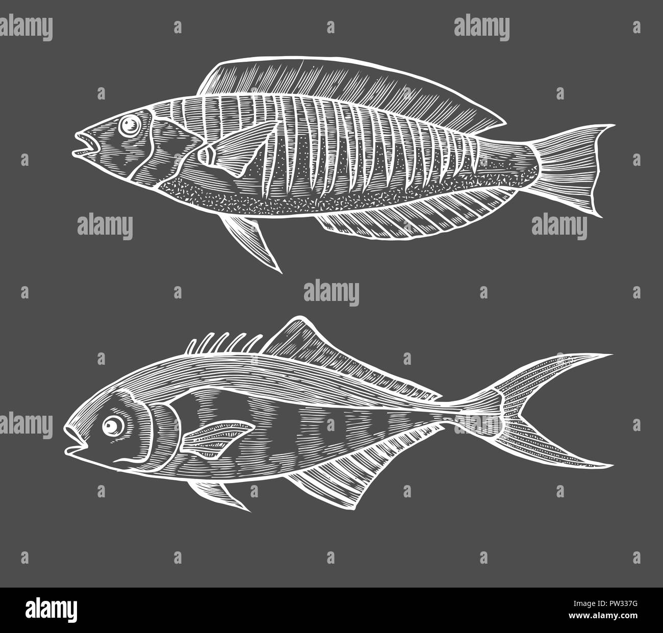 Set of Ink sketch engraving of fish. Hand drawn vector illustration on ...
