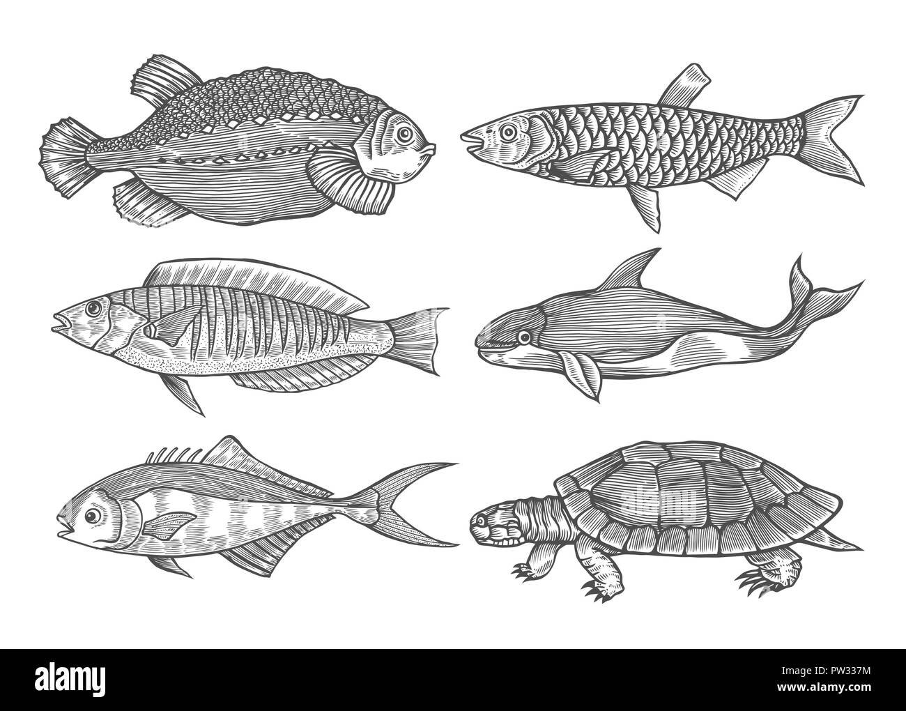 Set of Ink sketch engraving of fish. Hand drawn vector illustration on ...