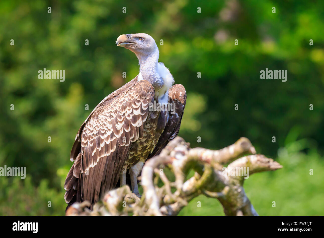 Carrion bird hi-res stock photography and images - Alamy