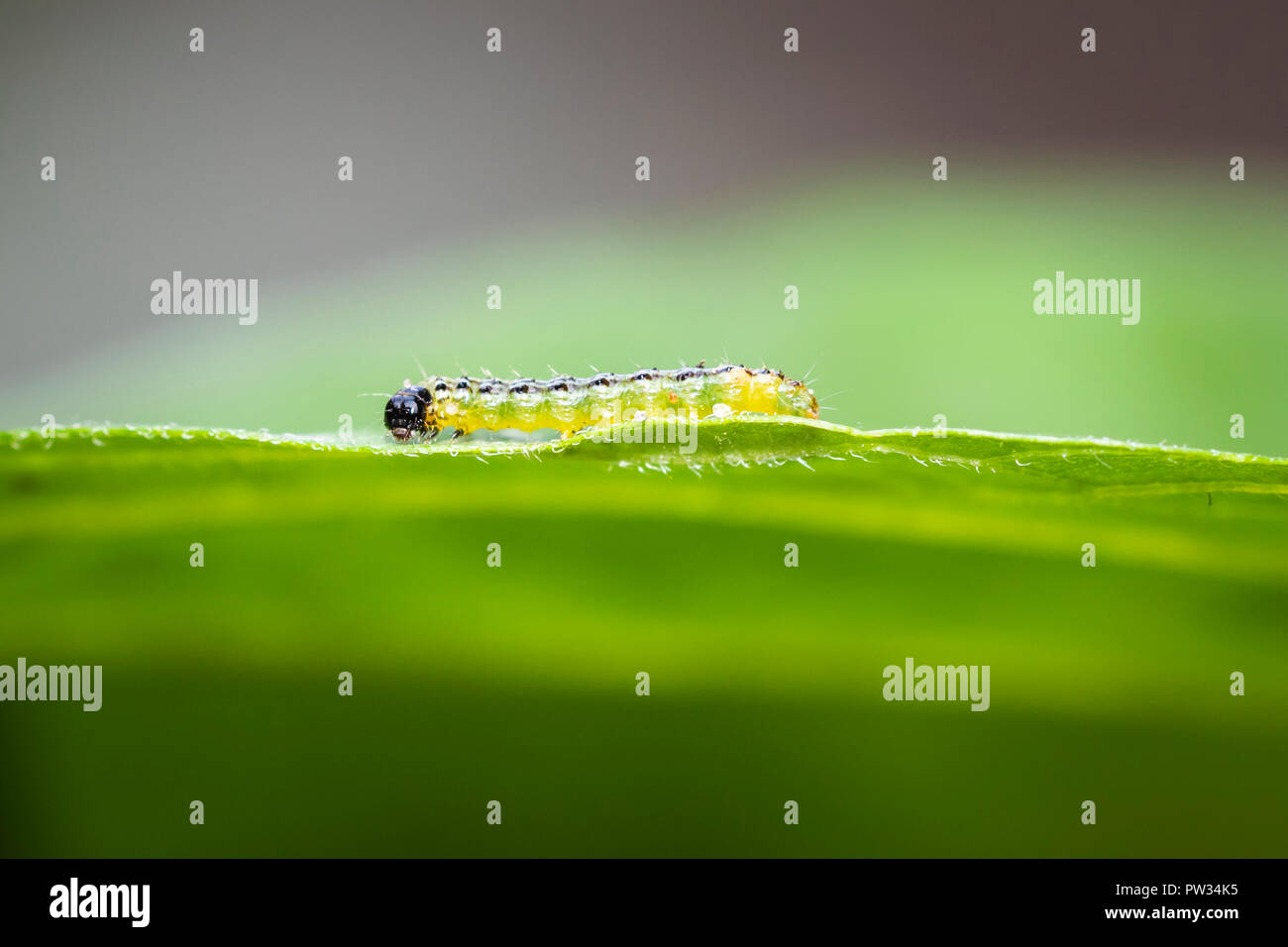 Closeup of a Box tree moth caterpillar, Cydalima perspectalis, feeding ...