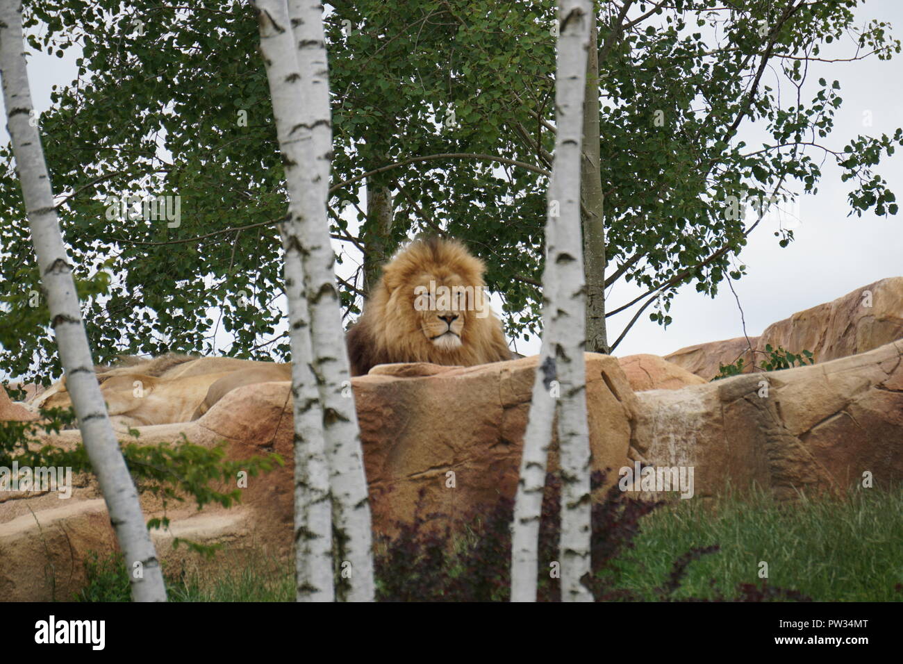 Peeking through the trees hi-res stock photography and images - Alamy