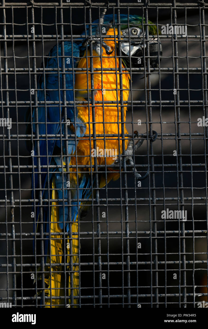 Blue bird cage hi-res stock photography and images - Alamy