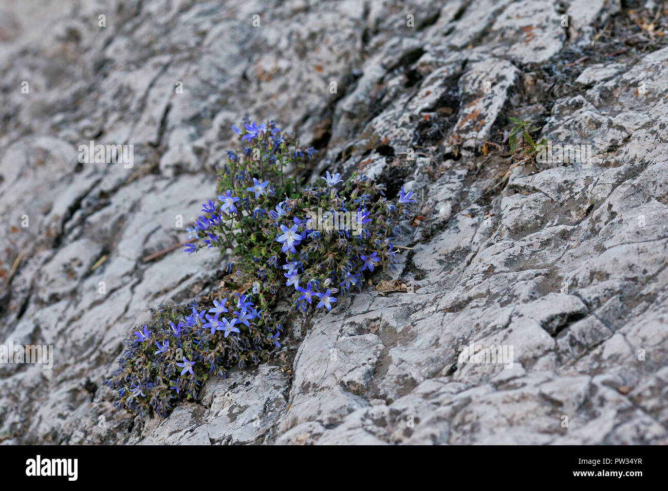 Blue flowers growing on rock Stock Photo - Alamy