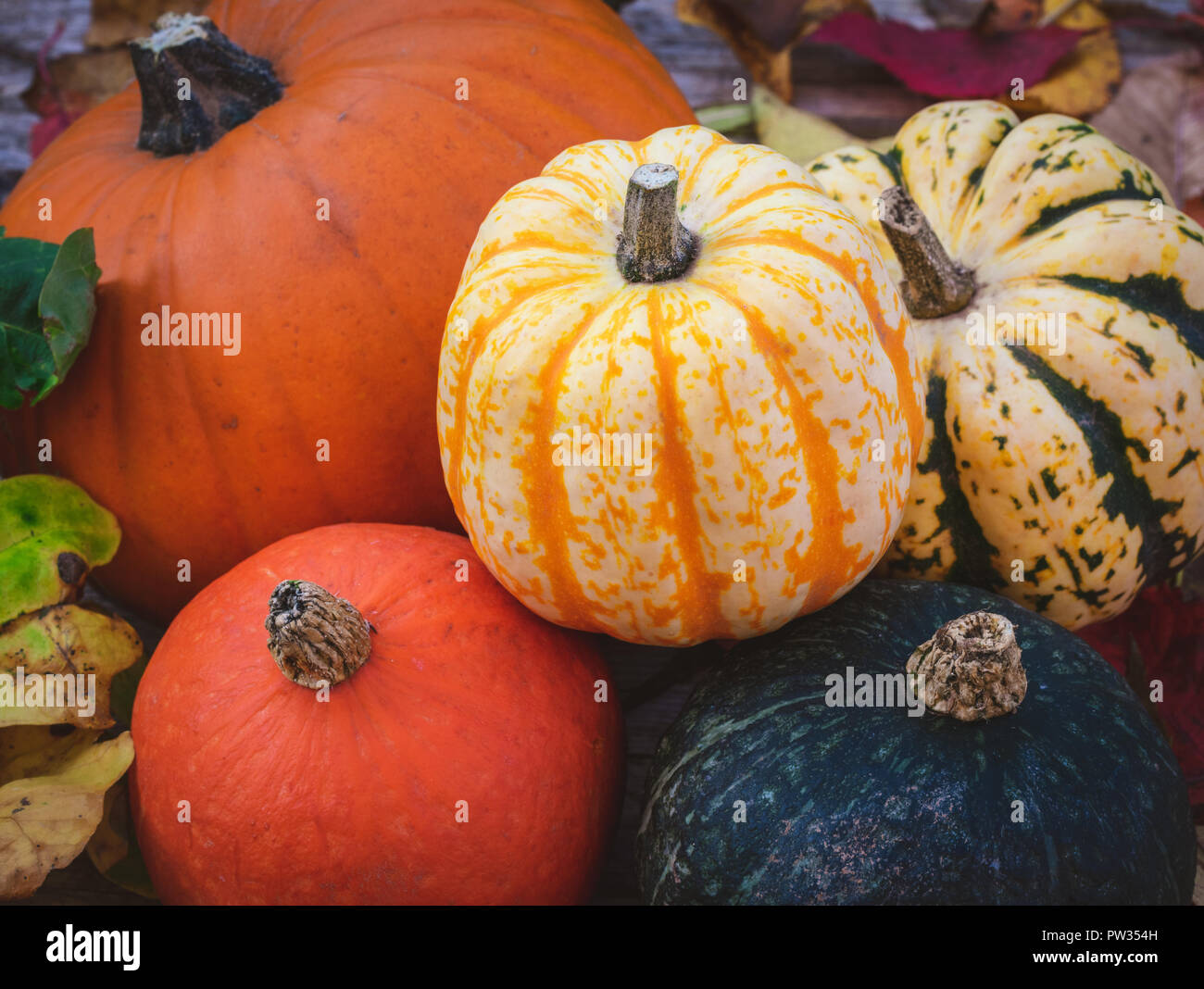 Pumpkin and gourds, a colorful Autumn selection Stock Photo - Alamy