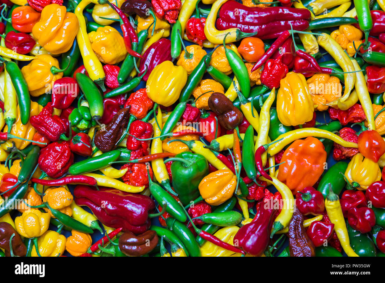 City Riga, Latvia. Many different chili, color art and game. Many ...