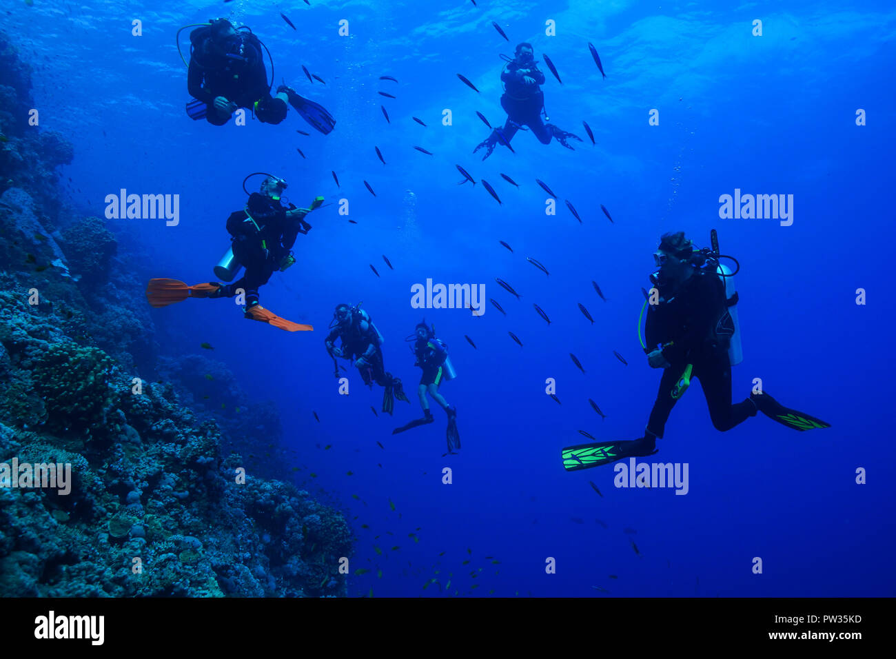 Diving red sea egypt hi-res stock photography and images - Alamy