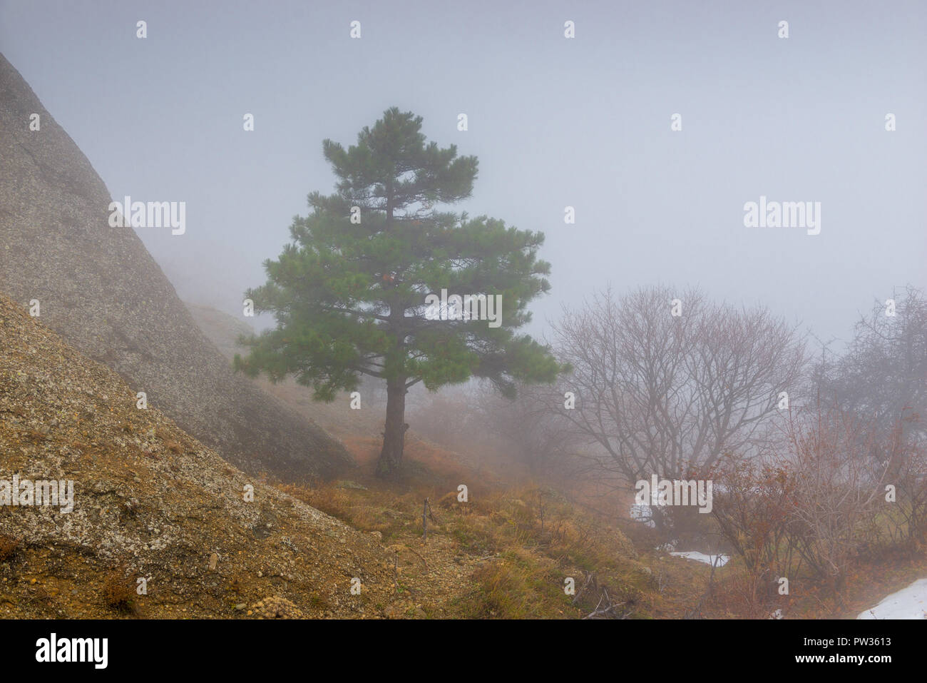 Low-growing pine tree high in the mountains on a misty autumn morning ...
