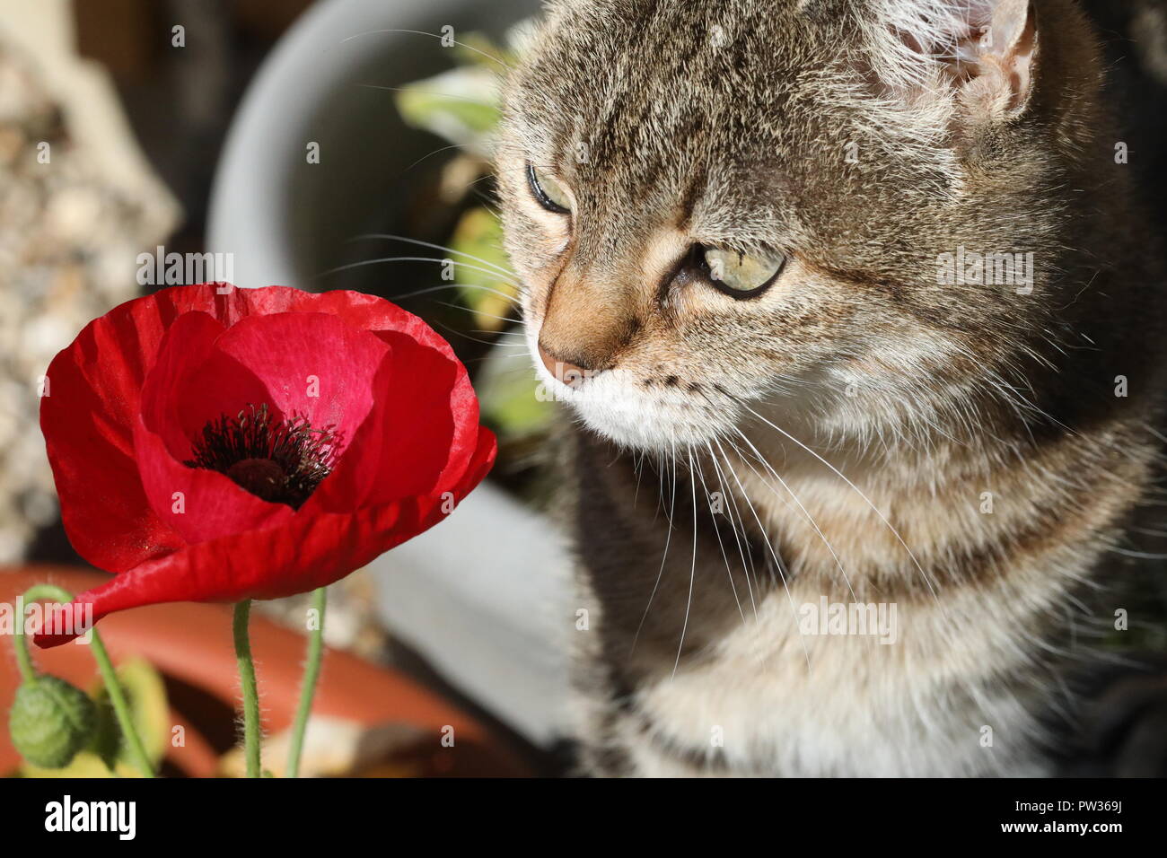 Tabby cat and papaver flower Stock Photo - Alamy