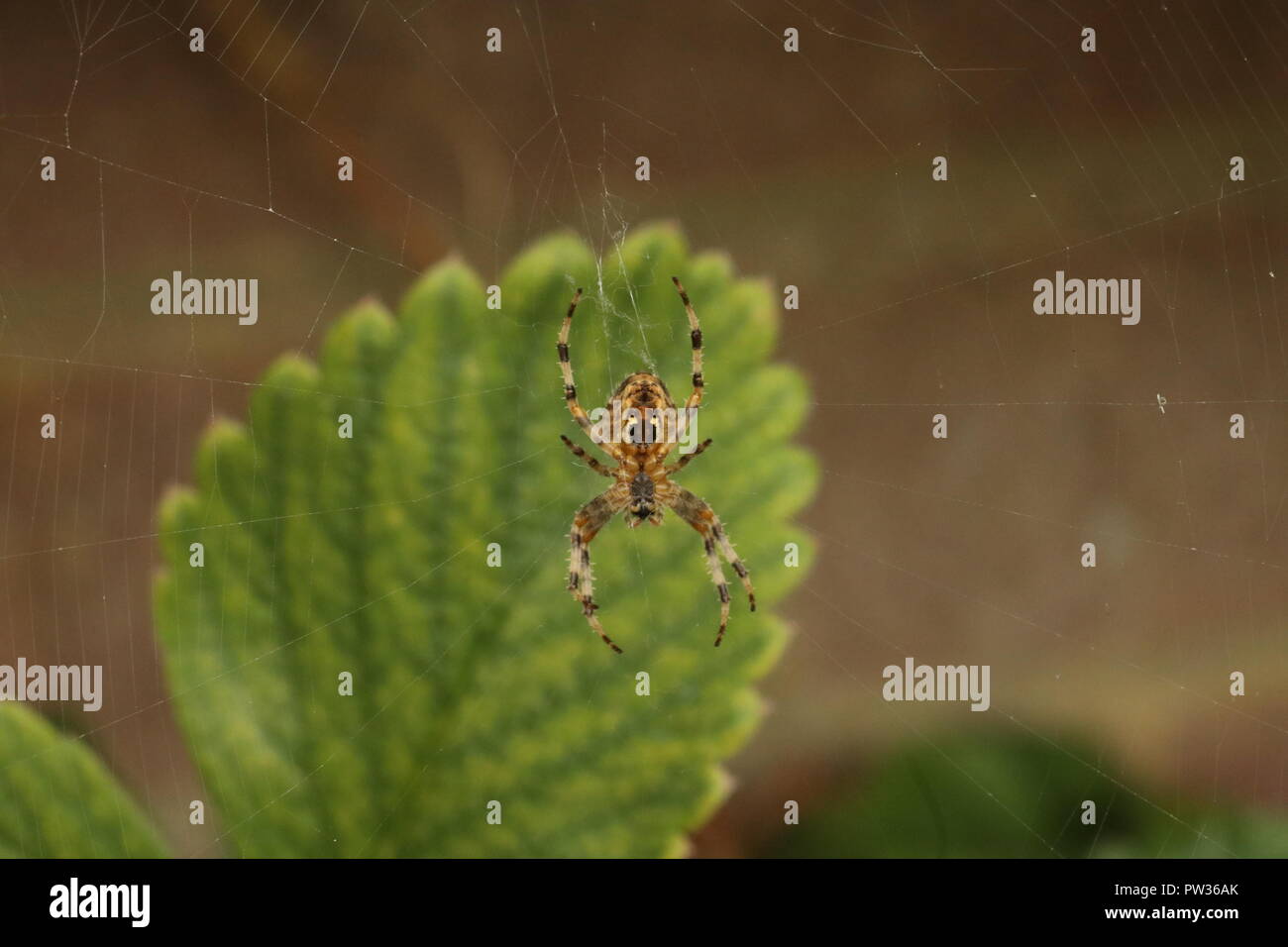 Incy wincy spider hi-res stock photography and images - Alamy