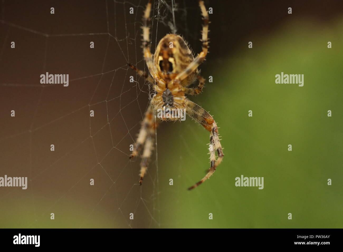 Incy wincy spider hi-res stock photography and images - Alamy