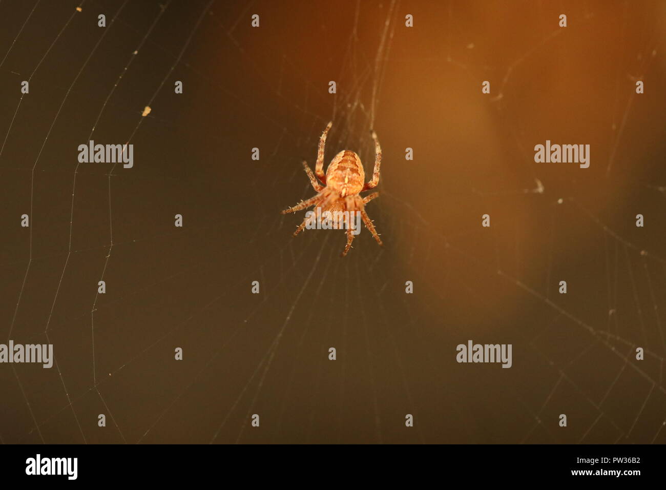 Incy wincy spider hi-res stock photography and images - Alamy