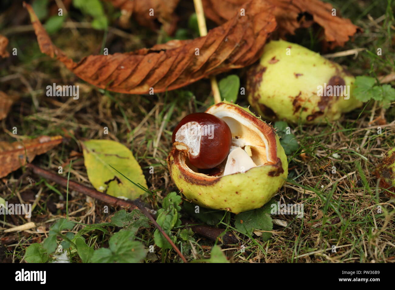 Conkers in shells Stock Photo - Alamy