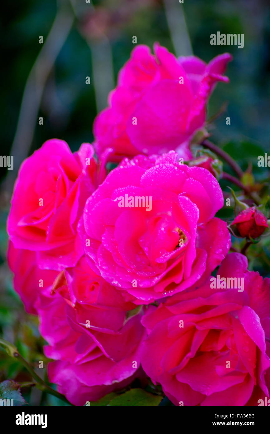 CONCEPT FLORA : Roses in October Stock Photo - Alamy
