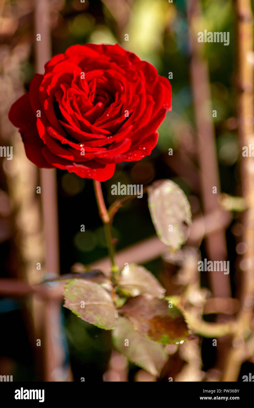 CONCEPT FLORA : Golden October rose Stock Photo - Alamy