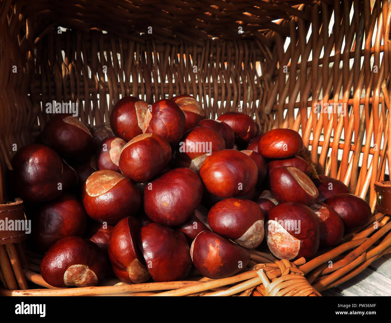 European horse-chestnut or conkers as they are known Stock Photo - Alamy