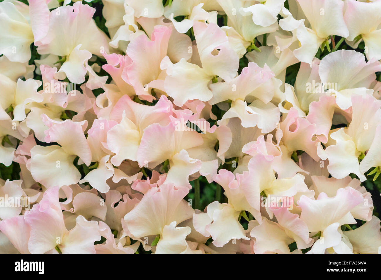 Decoration pea hi-res stock photography and images - Alamy