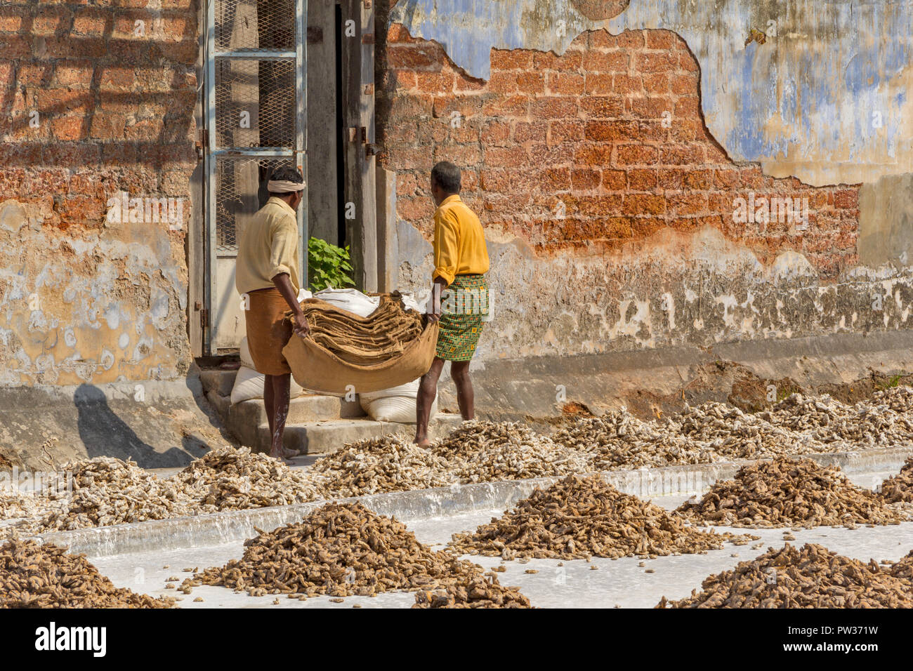 COCHIN KOCHI INDIA PREPARATION OF SUN DRIED GINGER TUBERS OR RHIZOMES ...