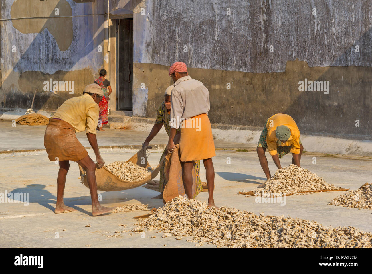 COCHIN KOCHI INDIA PREPARATION OF SUN DRIED GINGER TUBERS OR RHIZOMES ...