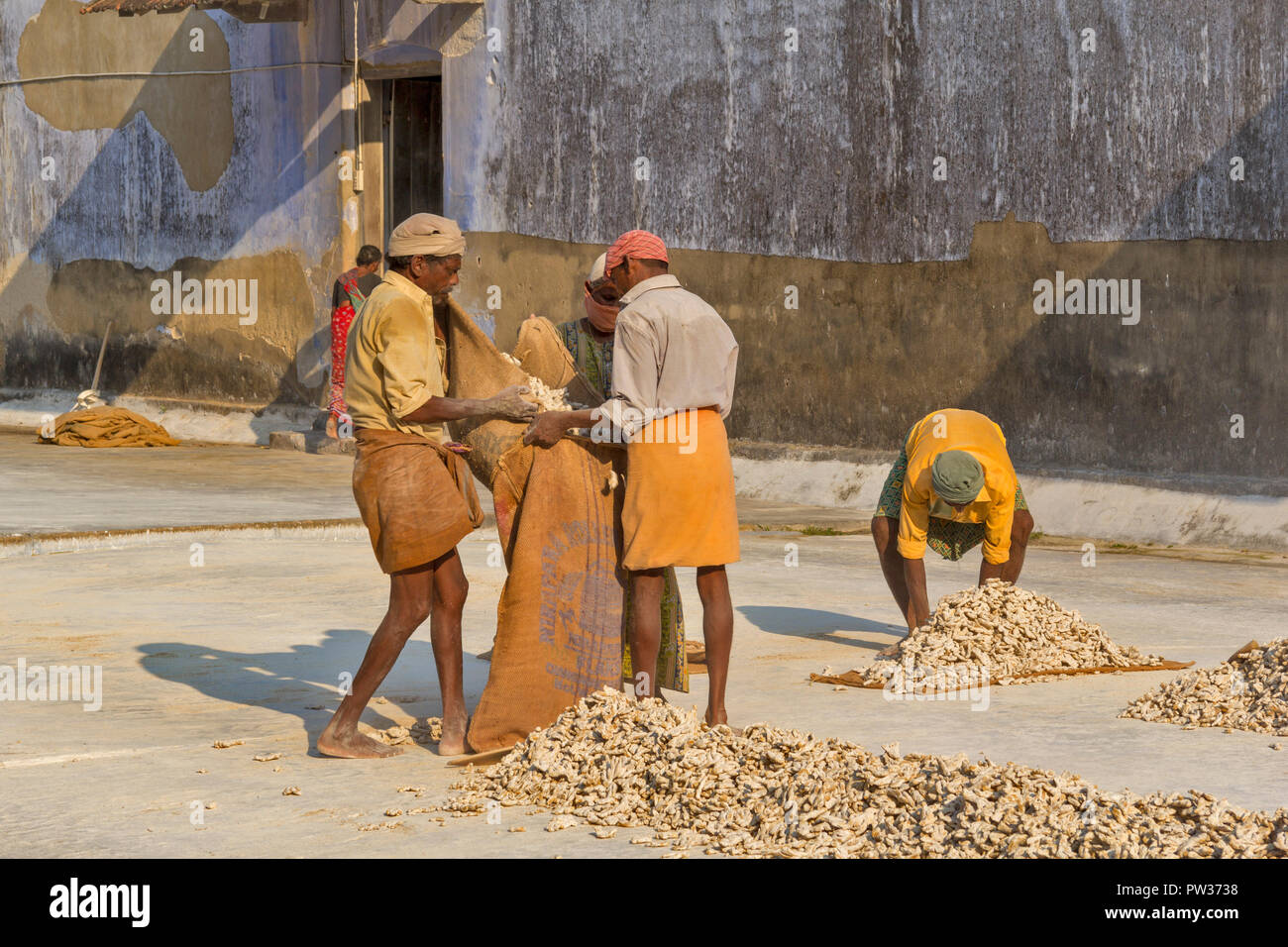 COCHIN KOCHI INDIA PREPARATION OF SUN DRIED GINGER TUBERS OR RHIZOMES ...