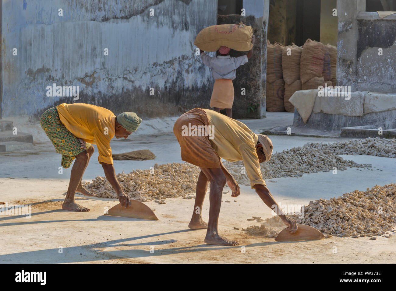 COCHIN KOCHI INDIA PREPARATION OF SUN DRIED GINGER TUBERS OR RHIZOMES ...