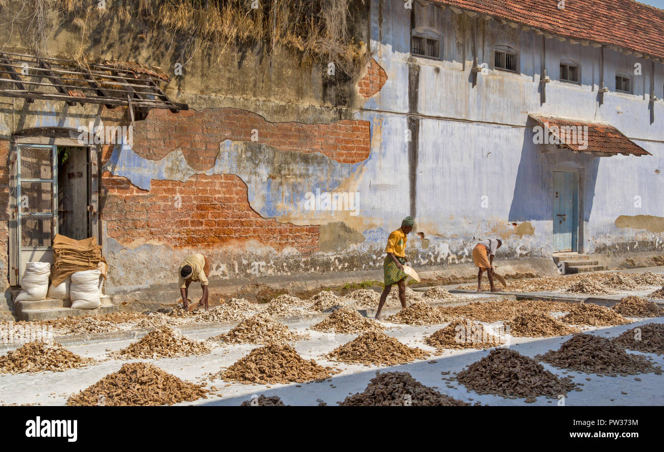 COCHIN KOCHI INDIA PREPARATION OF SUN DRIED GINGER TUBERS OR RHIZOMES ...