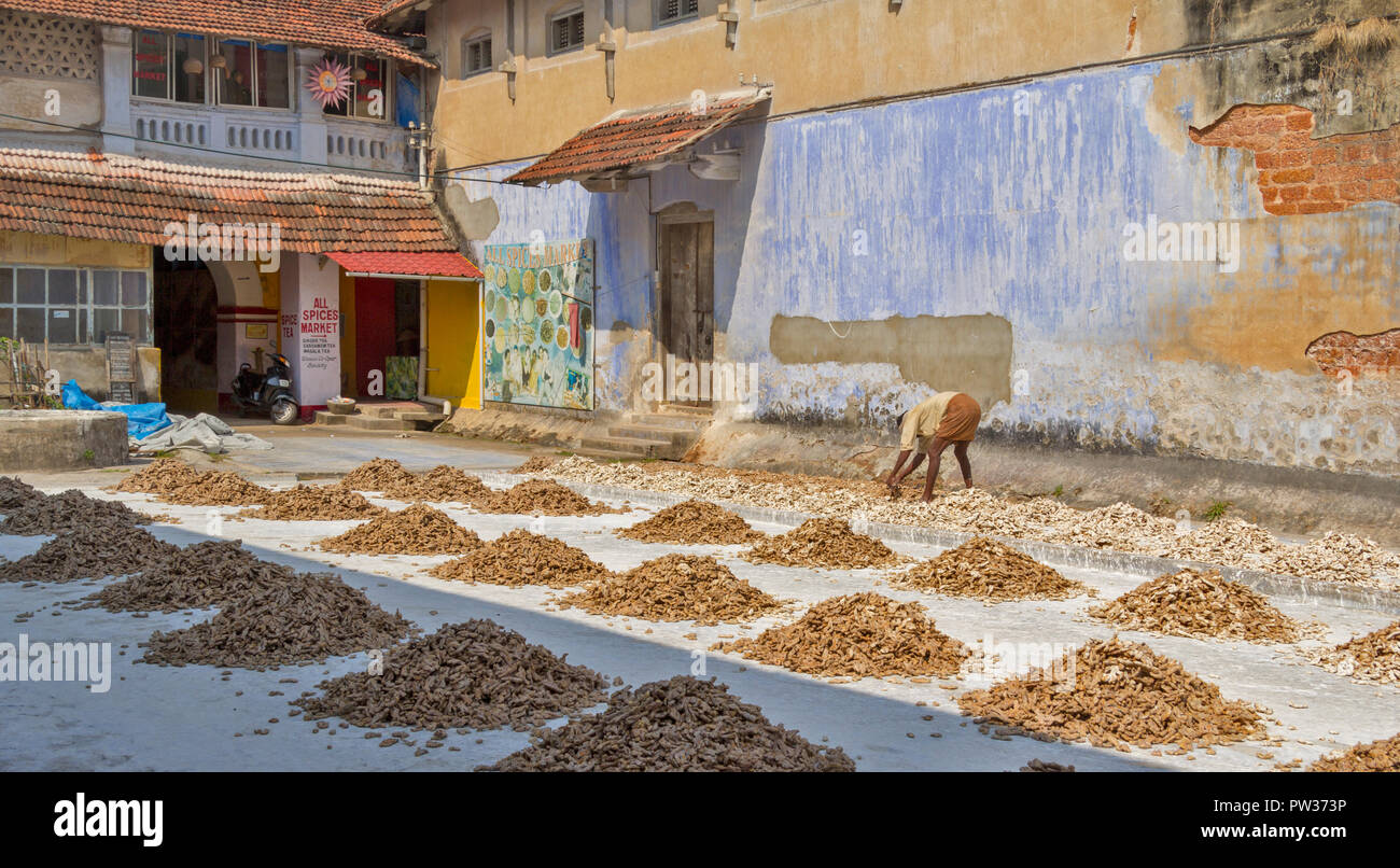 COCHIN KOCHI INDIA PREPARATION OF SUN DRIED GINGER TUBERS OR RHIZOMES ...