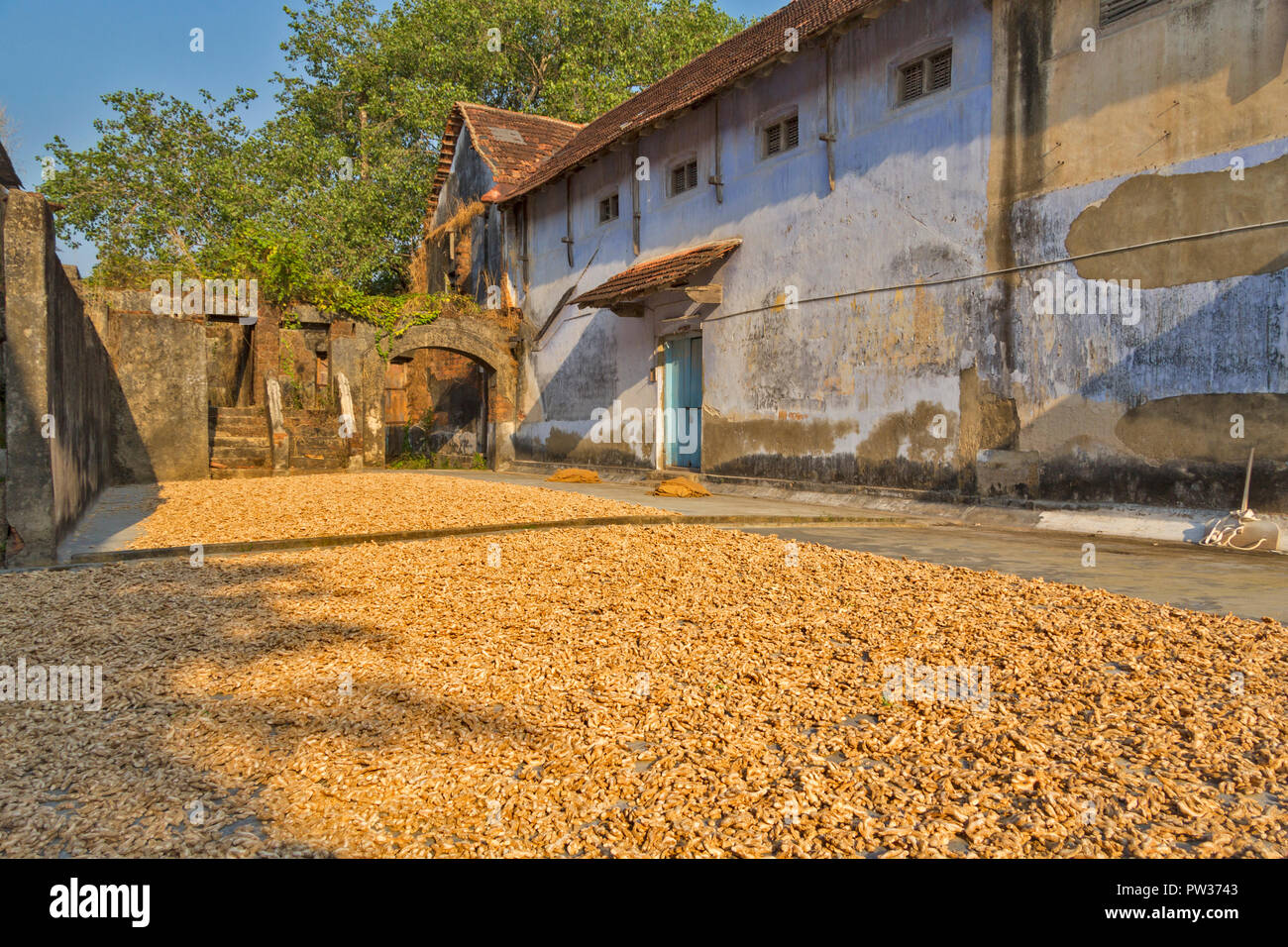 Ginger kerala hi-res stock photography and images - Alamy