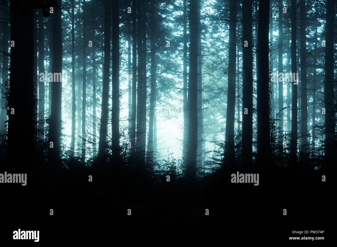 A dark spooky, eerie forest with light shining through the foggy winter ...