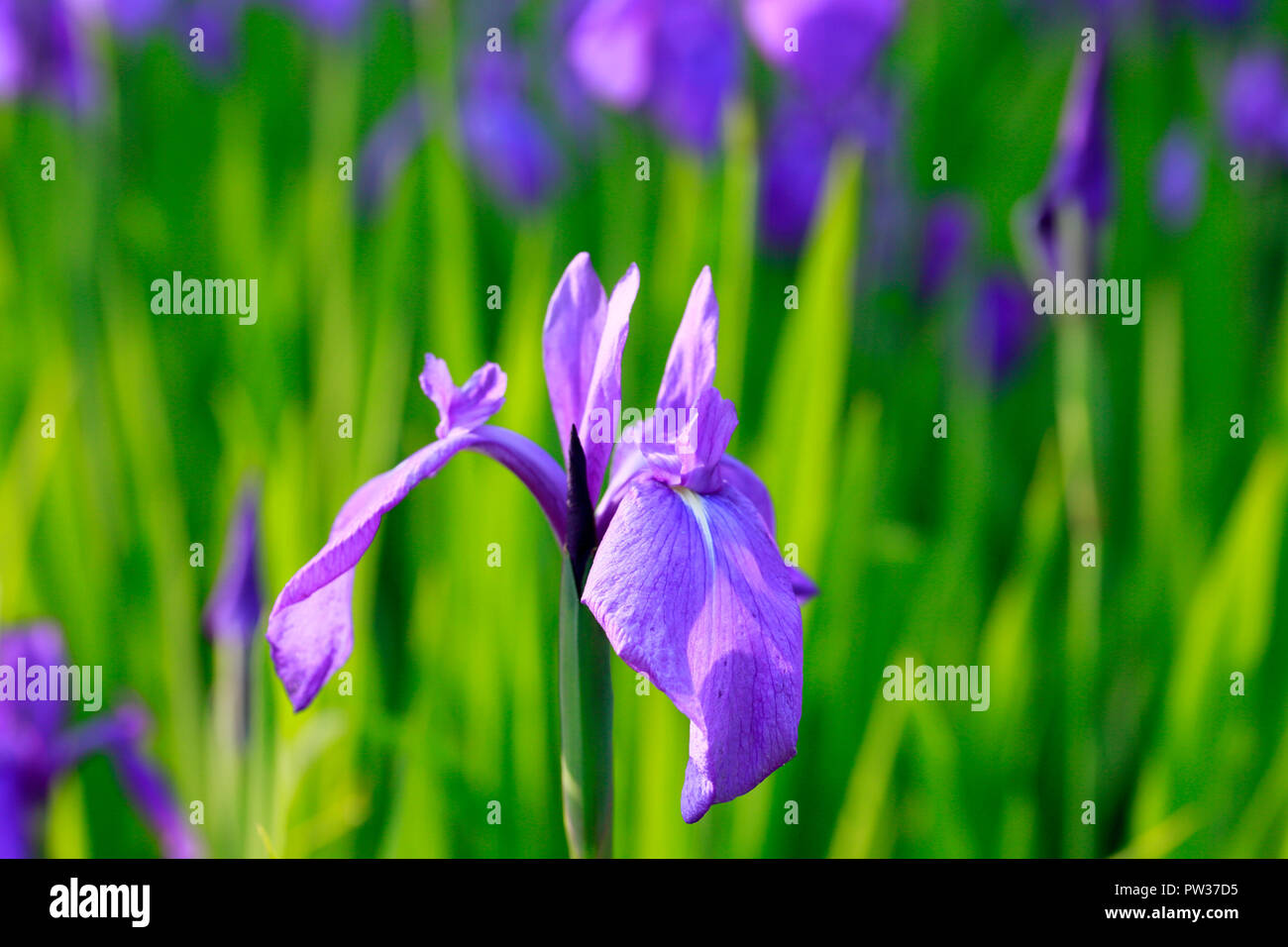 Beautiful Irise in Morioka Stock Photo - Alamy