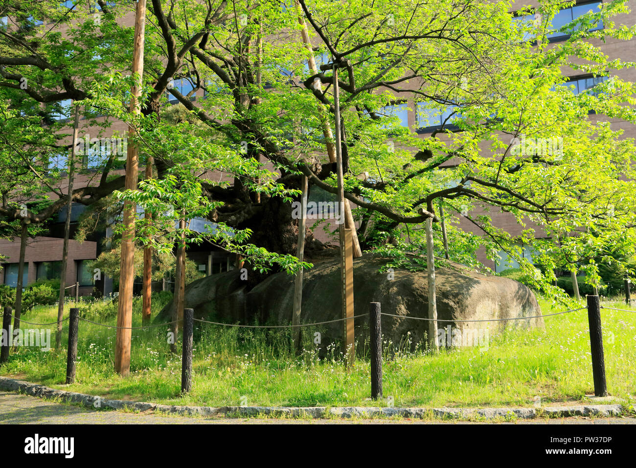 Morioka cherry tree hi-res stock photography and images - Alamy