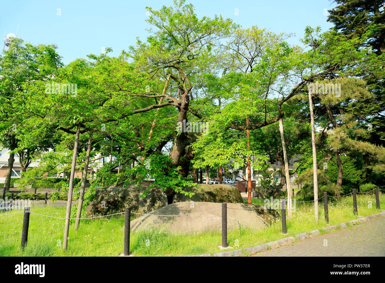 Fresh green Rock-Breaking Cherry Tree Stock Photo - Alamy