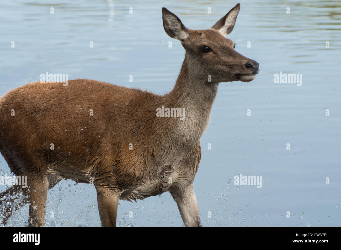 Female red deer crossing a stretch of water during the rutting season ...
