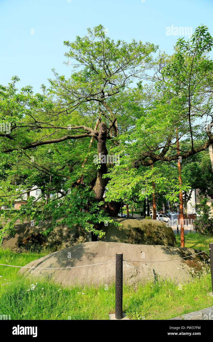 Fresh green Rock-Breaking Cherry Tree Stock Photo - Alamy