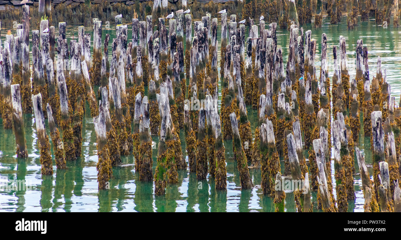 Old Wood Pier Piling High Resolution Stock Photography and Images - Alamy