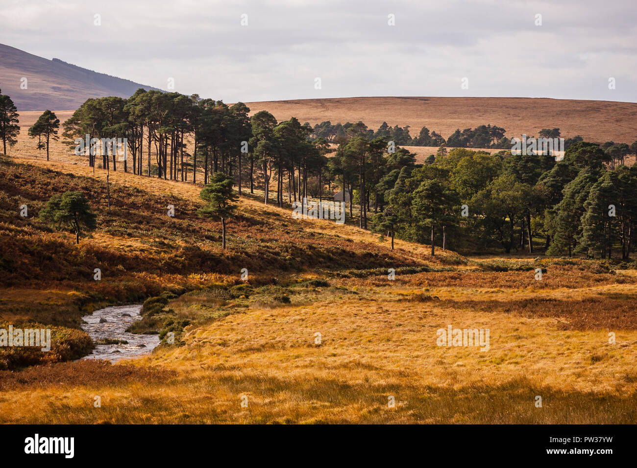 Yellow grass and dead ferns of autumn around the River Liffey near ...