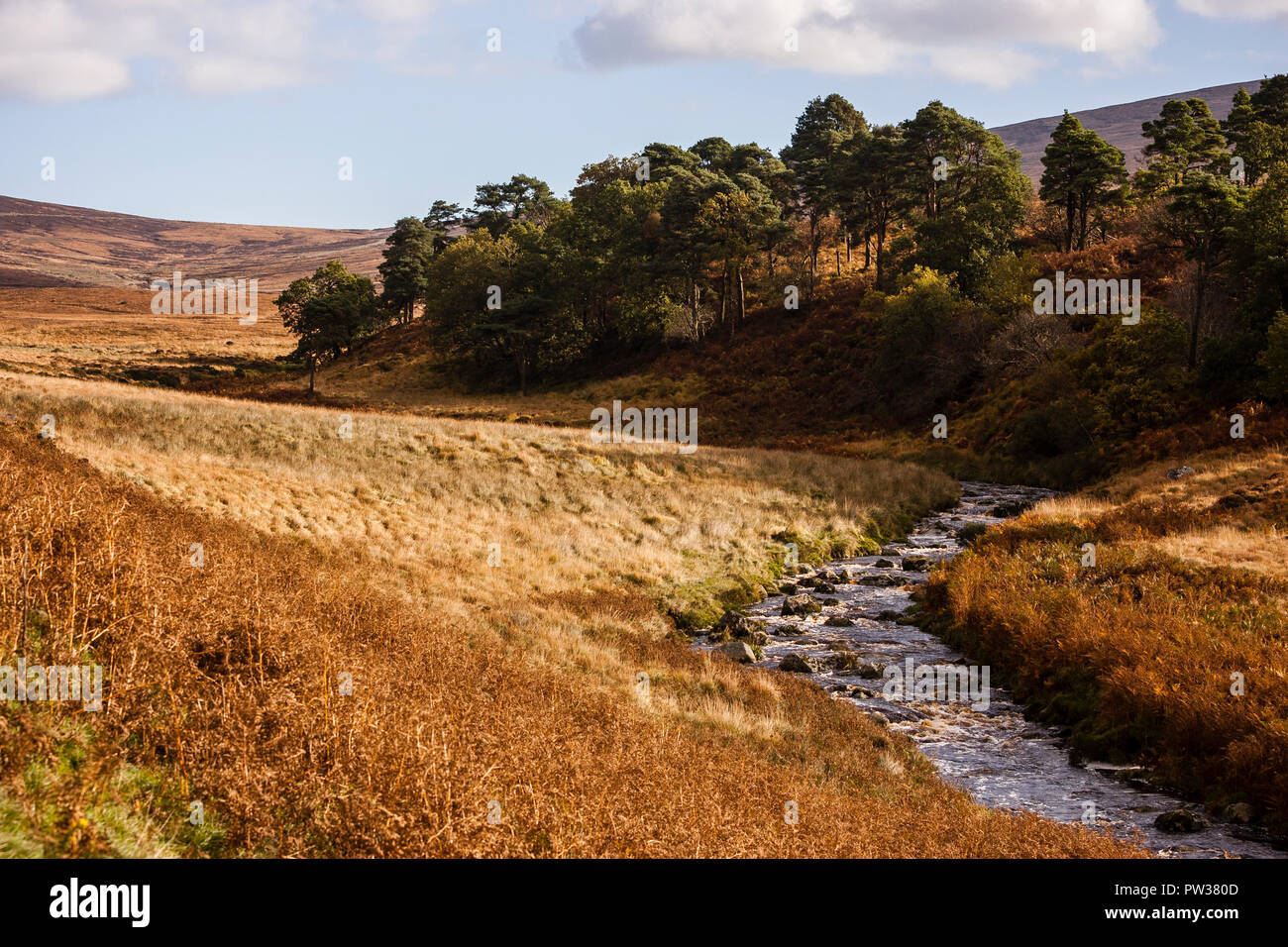 Yellow grass and dead ferns of autumn around the River Liffey near ...