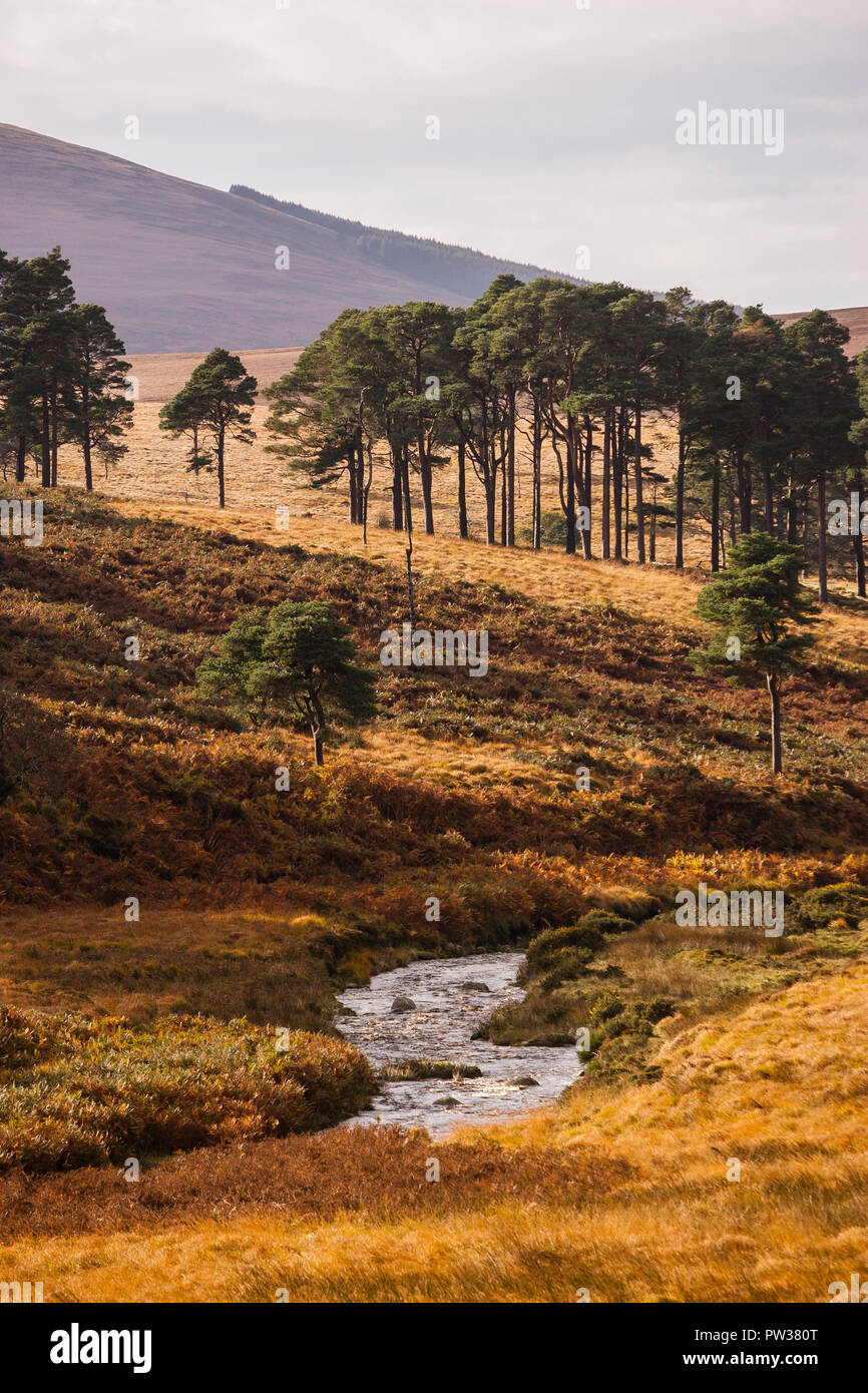 Yellow grass and dead ferns of autumn around the River Liffey near ...
