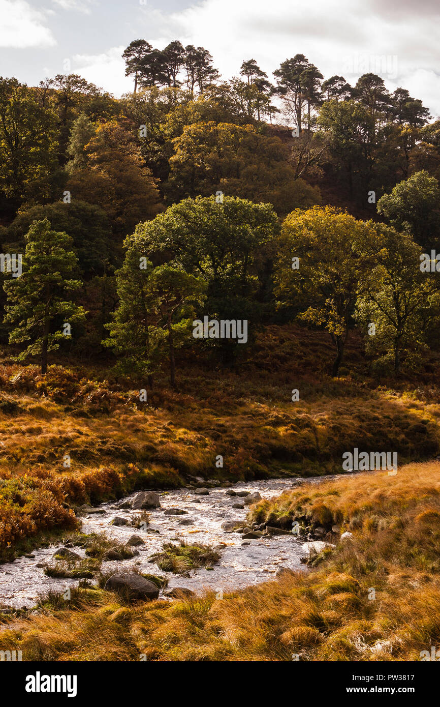 Yellow grass and dead ferns of autumn around the River Liffey near ...