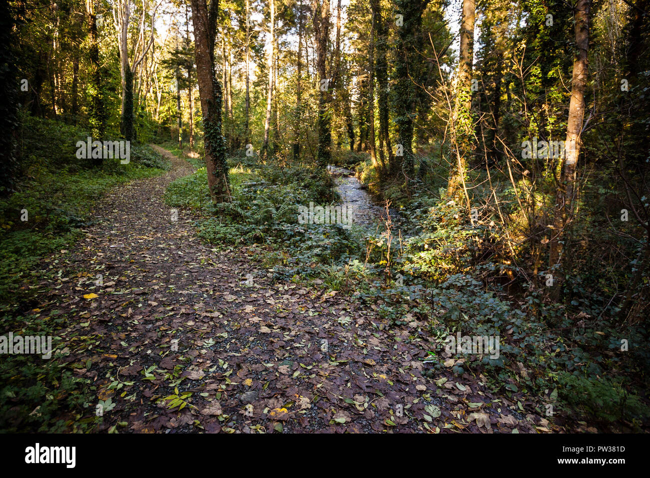 A path covered in Beech tree leaves leads through the forest at Lough ...