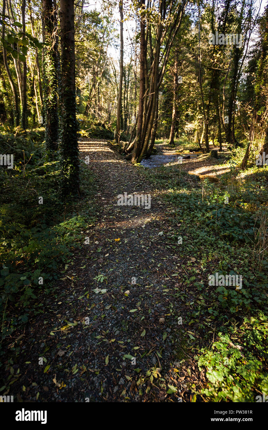 A path covered in Beech tree leaves leads through the forest at Lough ...
