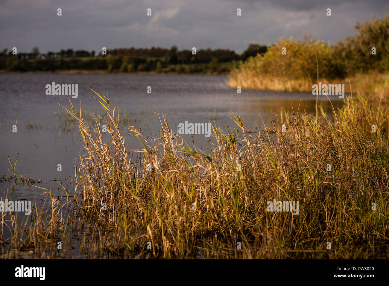 Reed grass at Lough Gowna, Ireland Stock Photo - Alamy
