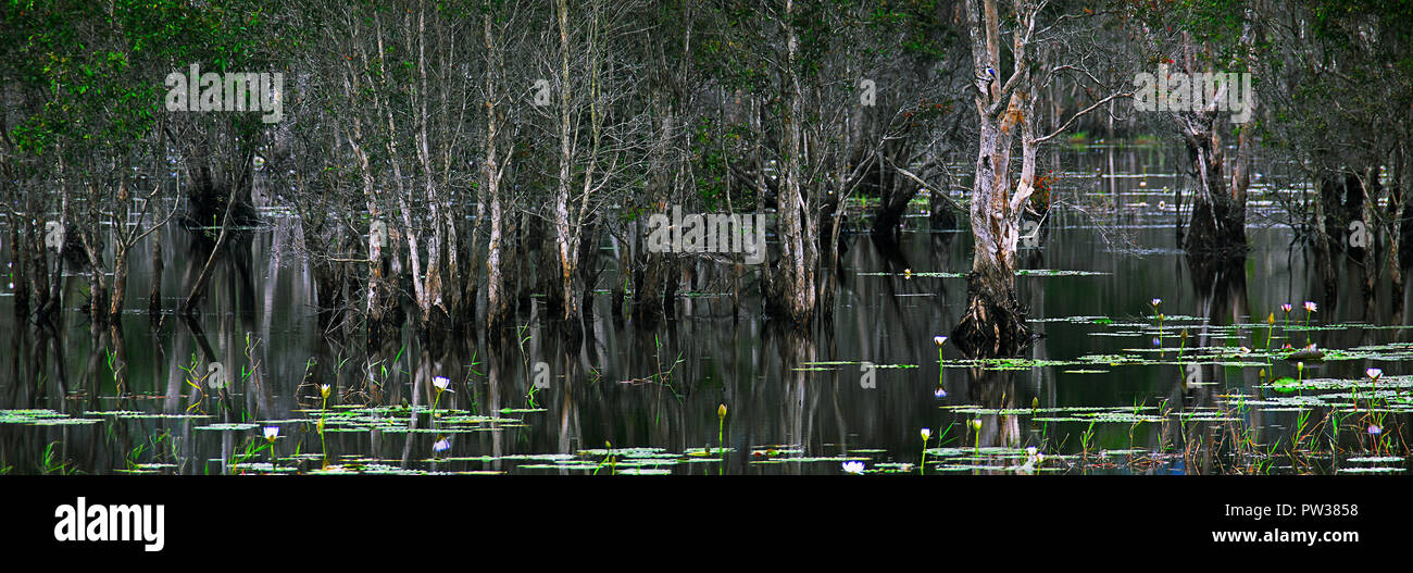 Panorama of Mangrove swamp Stock Photo - Alamy