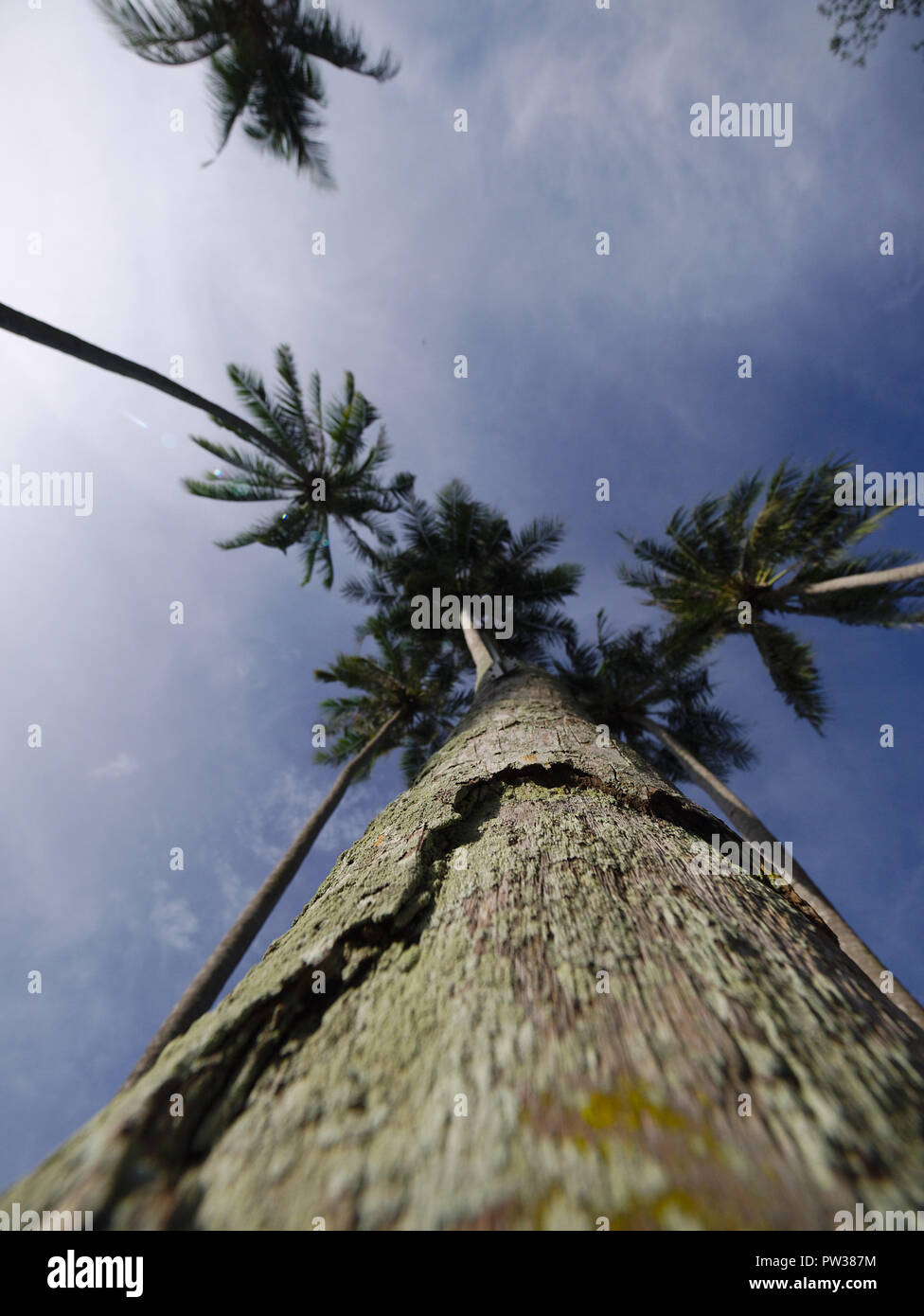 Palm trees from below Stock Photo - Alamy