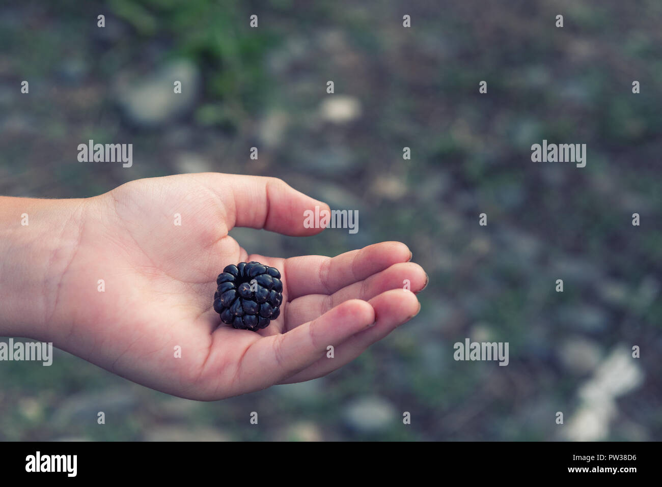 Big blackberry on the palm in hand Stock Photo - Alamy
