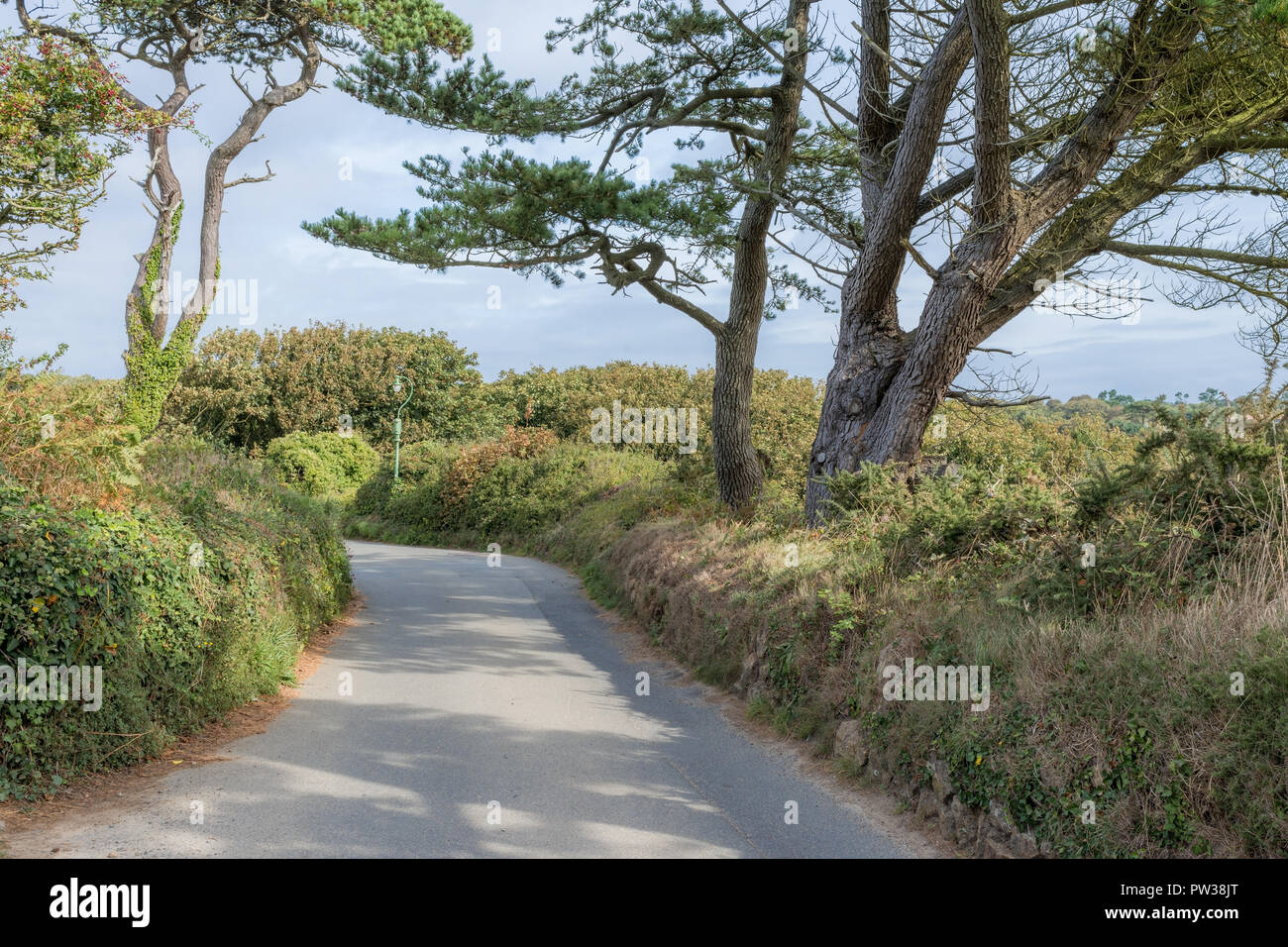 Countryside road in Guernsey Stock Photo - Alamy
