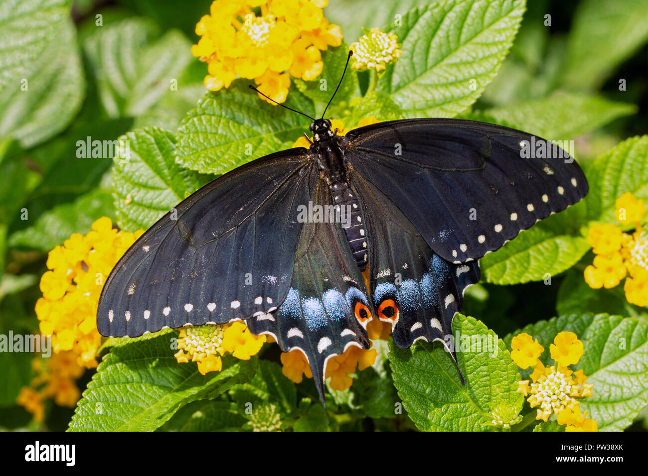 Black Swallowtail Butterfly Flying