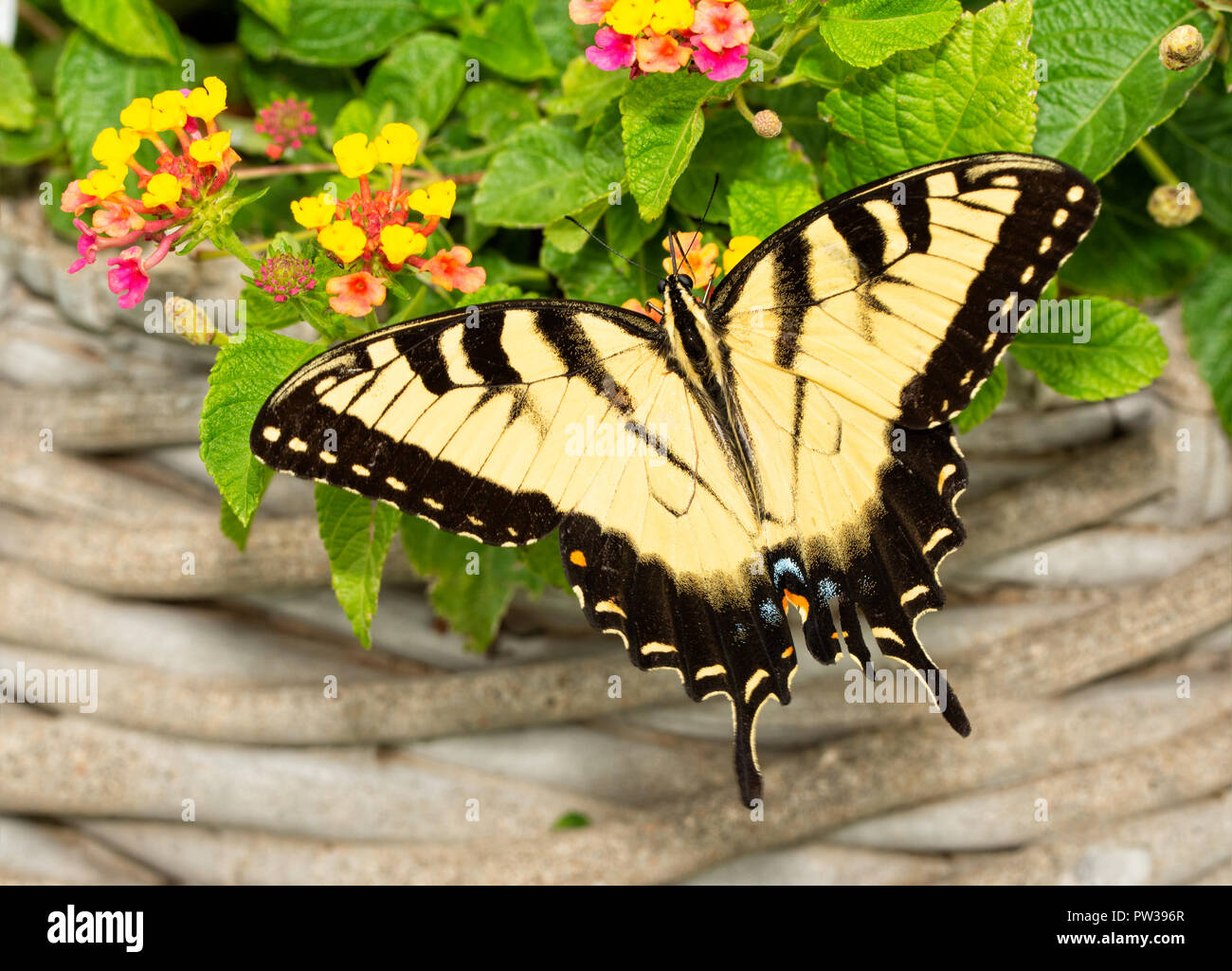Male Eastern Tiger Swallowtail butterfly feeding on Lantana flowers in ...