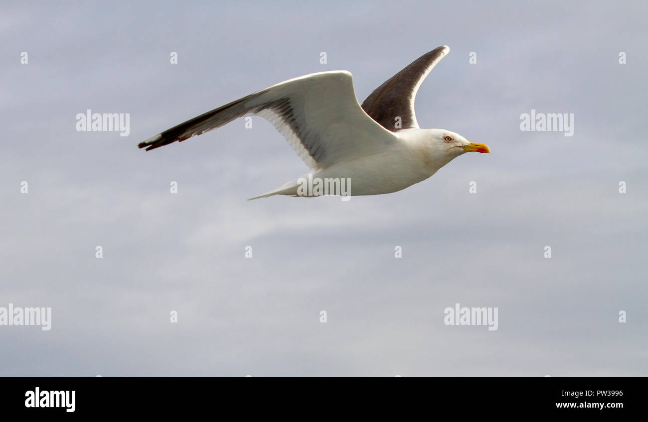 Lesser black-backed gull in flight Stock Photo - Alamy