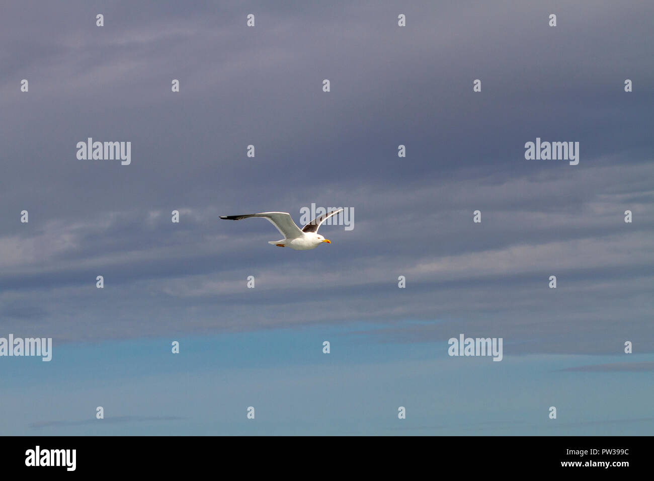 Lesser black-backed gull in flight Stock Photo - Alamy